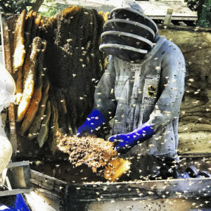 Bee Swarm & Hive Removal in Los Angeles - Eli The Bee Guy